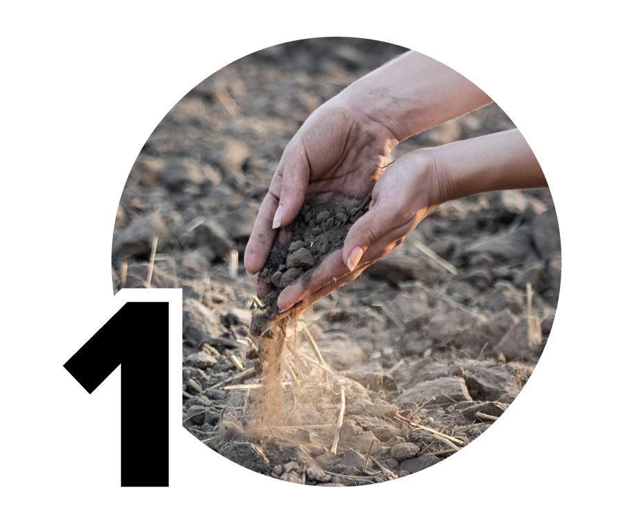 Complement Essential - The Best Vegan Multivitamin for Plant-Based Eaters